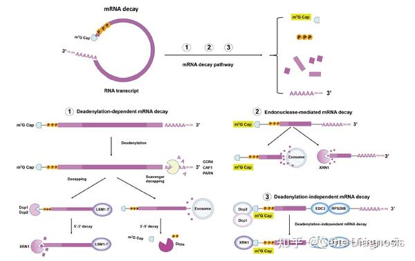 mRNA疫苗全面解读-2（mRNA设计与制备） - 知乎