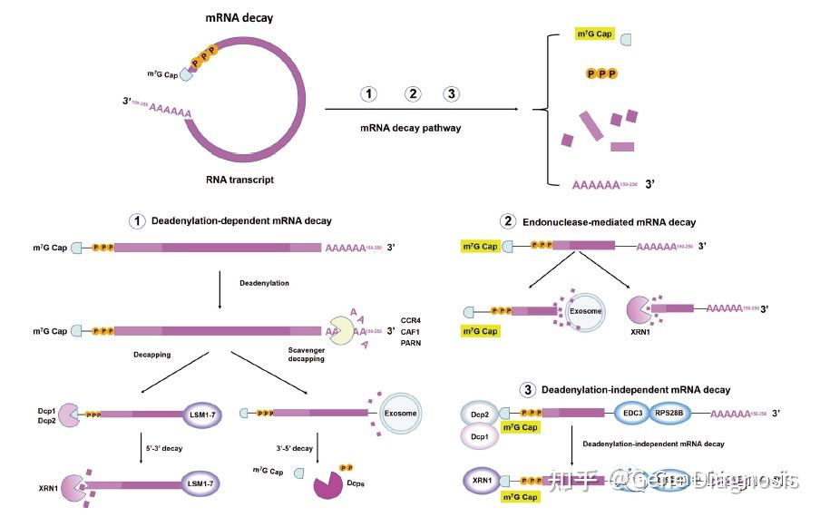 mRNA疫苗全面解读-2（mRNA设计与制备） - 知乎