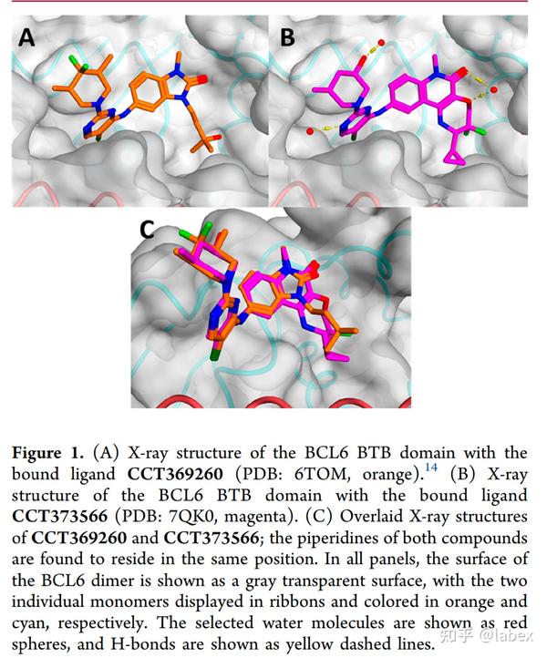 小分子抑制剂MSD应用案例5: 淋巴瘤的新治疗靶点BCL6 蛋白的降解DC 50检测方案 - 知乎