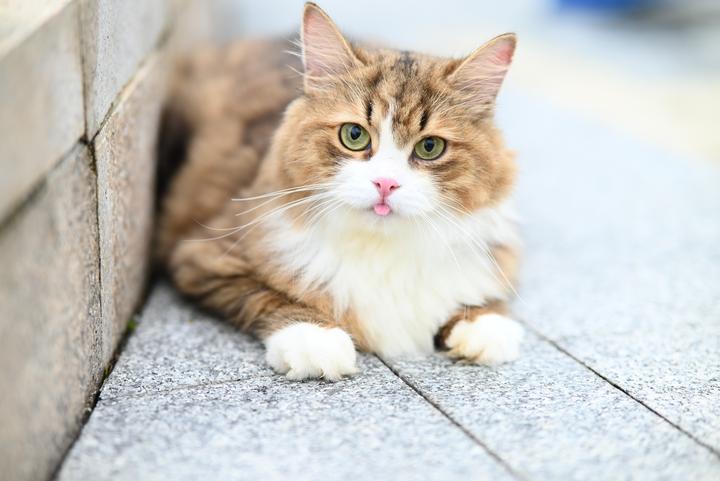 flash attention 1和flash attention 2算法的python和triton实现 - 知乎