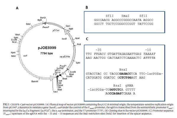 pJOE8999枯草芽孢杆菌CRISPR-Cas9系统基因编辑载体 - 知乎