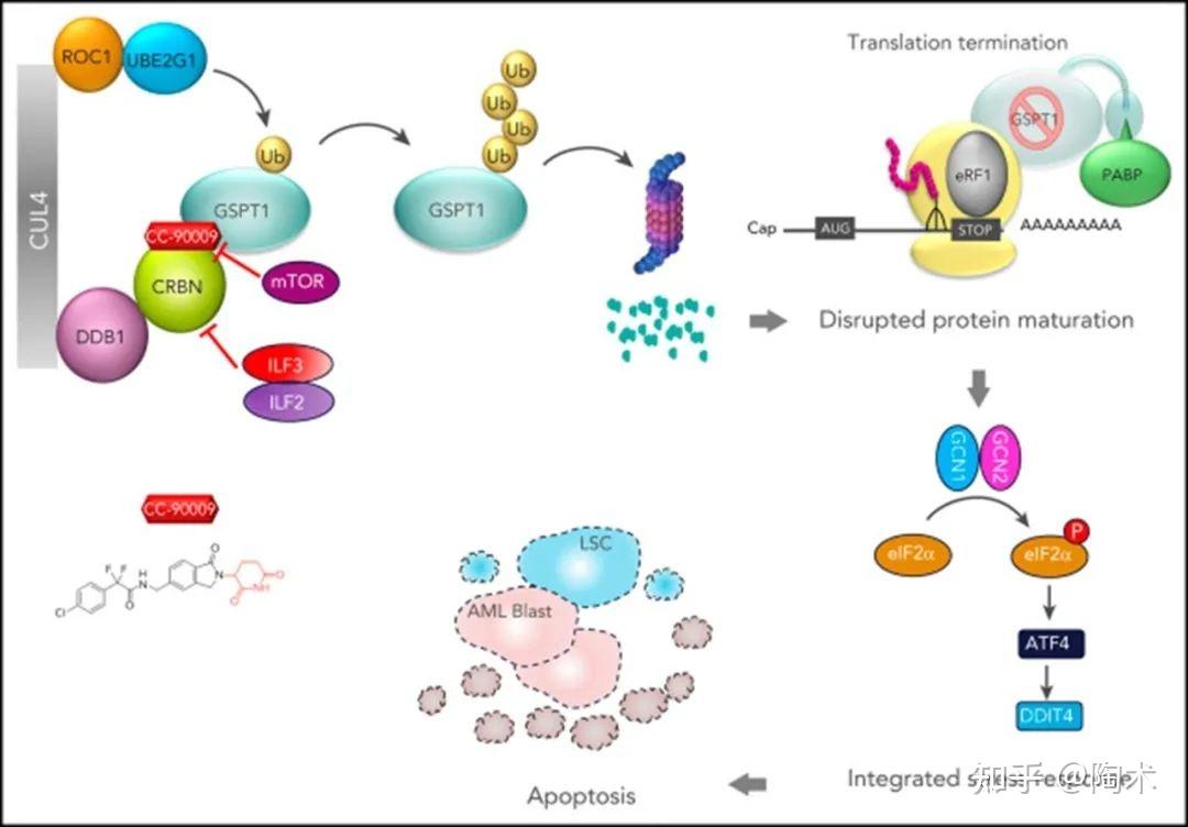 TargetMol明星分子—— Eragidomide & Mezigdomide - 知乎