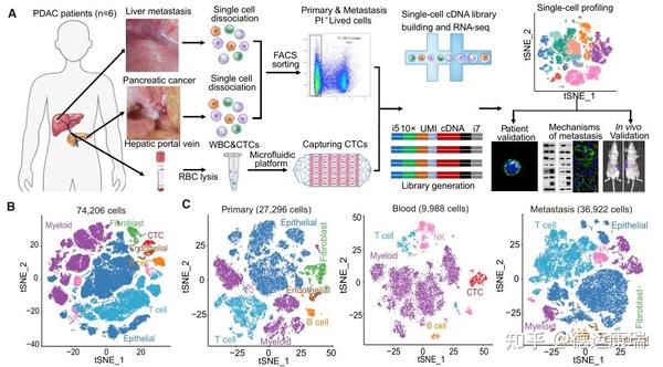 CTC也做海量单细胞转录组测序了，来看看怎么个事儿 - 知乎