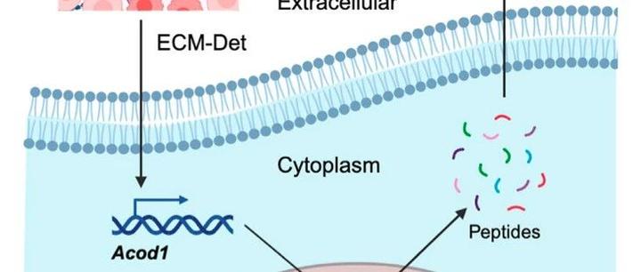Cell Reports丨癌细胞中 Acod1 的表达通过产生抑制肽促进免疫逃避 - 知乎