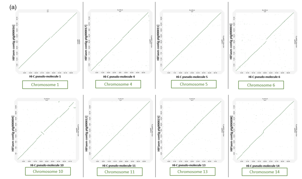 最新最全！10个物种的15篇T2T基因组文章汇总！ - 知乎