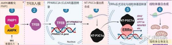 20年磨一剑！Science：索尔克研究所破解AMPK与线粒体合成关键蛋白 - 知乎