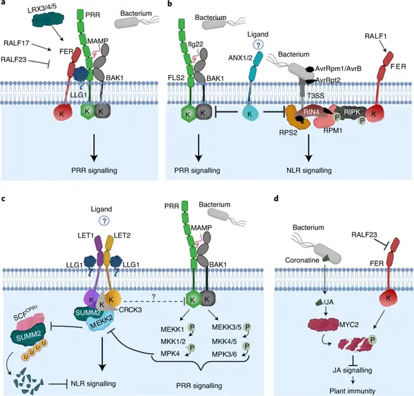 Nature Plants | 植物免疫的守护神！何平/单立波团队综述发挥关键作用的植物受体激酶！ - 知乎