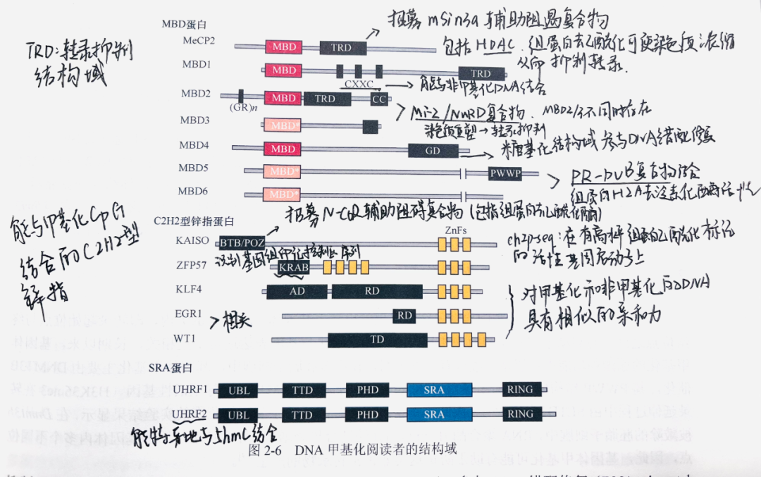 表观遗传 | DNA甲基化读书笔记 - 知乎