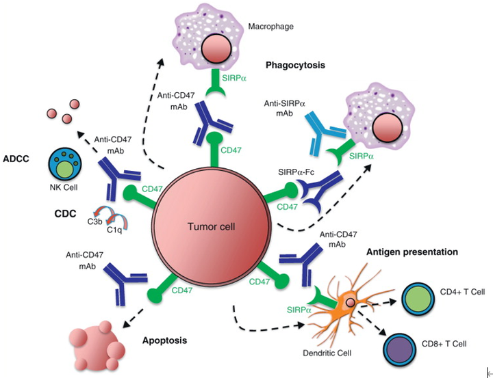CD47：“别吃我”靶点能逆袭吗 - 知乎