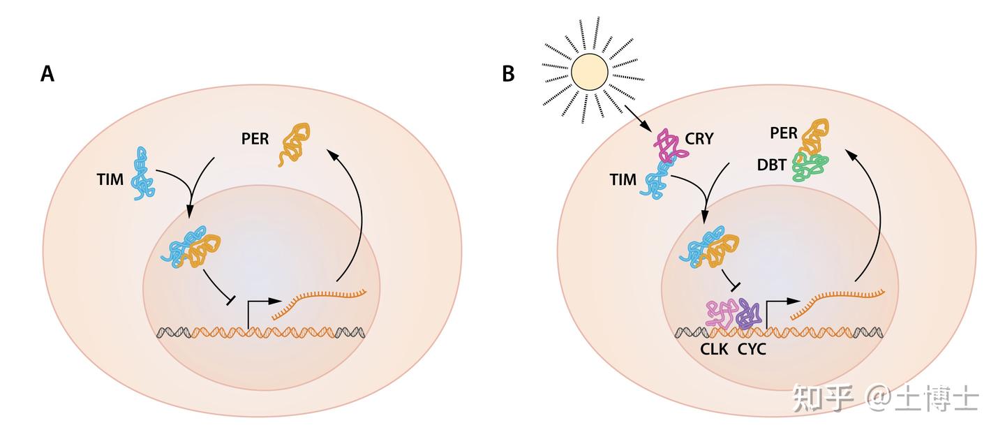 专业解析：2017年诺贝尔生理学或医学奖（昼夜节律） - 知乎