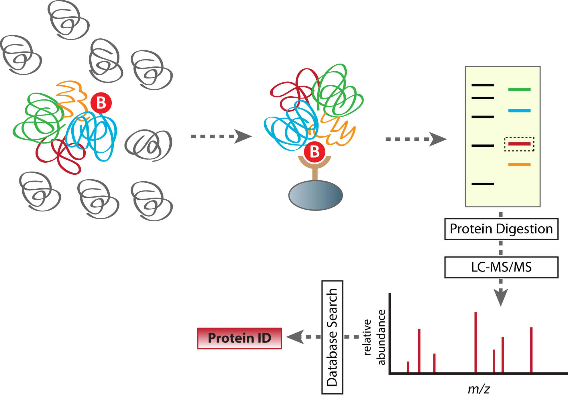 [干货分享]Co-IP 、Co-IP MS经验谈 - 知乎