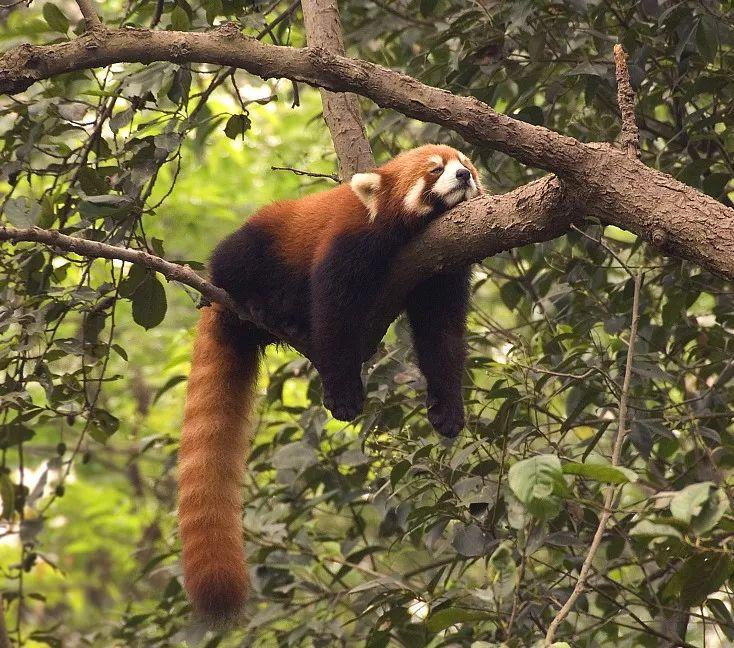 有哪些长得比较逆天的动物？ - 知乎