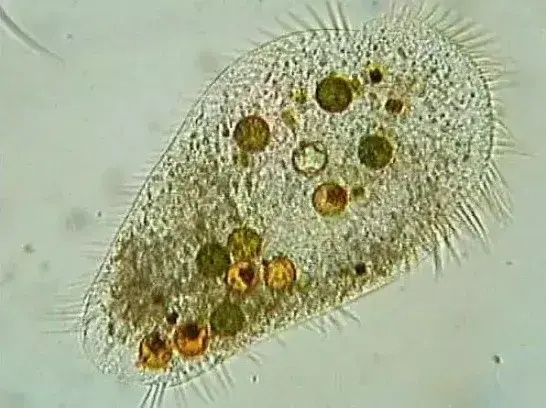 鱼类体外共栖生活而非寄生的固着类纤毛虫——聚缩虫、累枝虫、杯体虫、钟形虫等 - 知乎