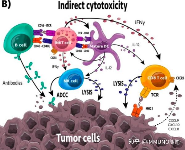 NKT细胞能否助力细胞免疫疗法？ - 知乎