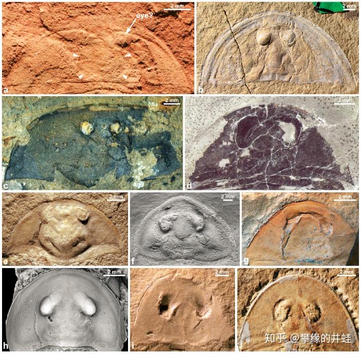 【地球演义】寒武纪的余烬：节肢动物篇 - 知乎