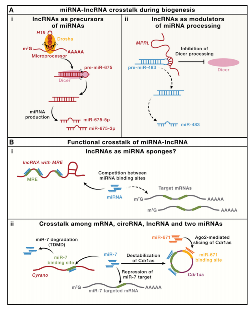 Cell 五十年特刊丨ncRNA的前世今生 - 知乎