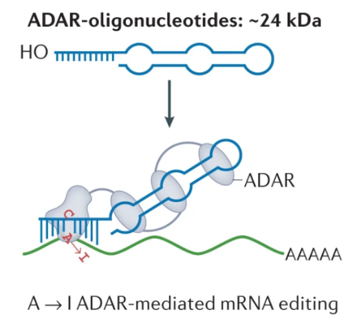 Nat. Rev. Genet. | Drug delivery systems for RNA therapeutics - 知乎