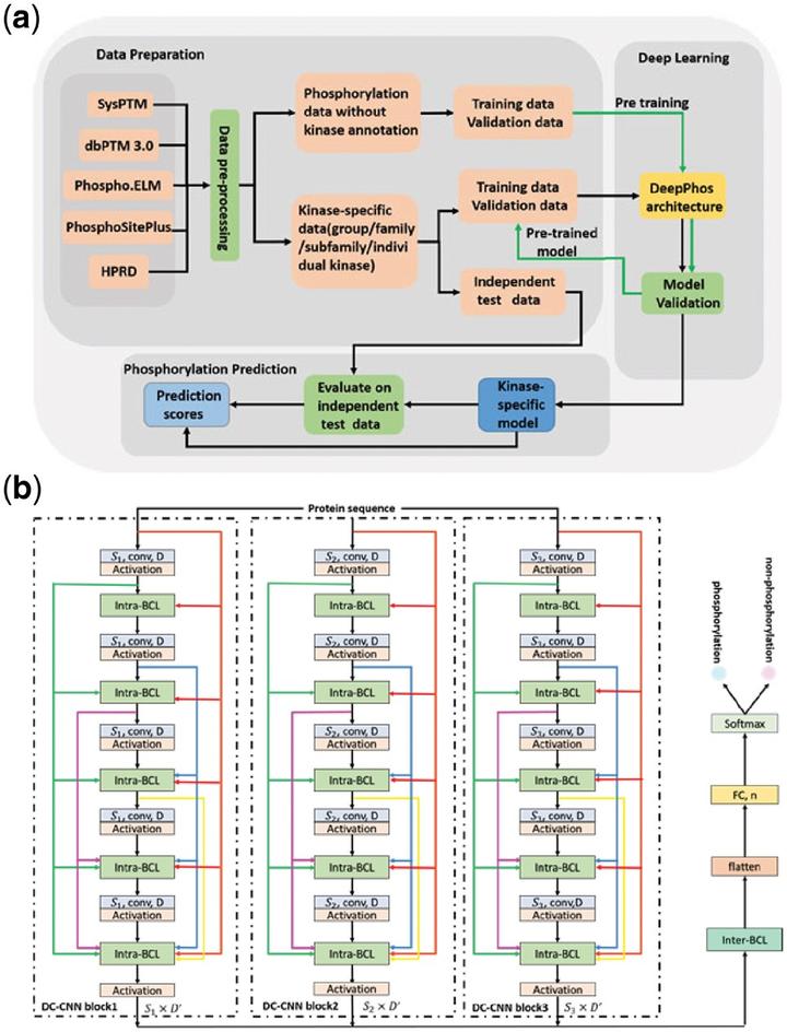 DeepPhos：基于CNN的蛋白质磷酸化位点预测模型 - 知乎