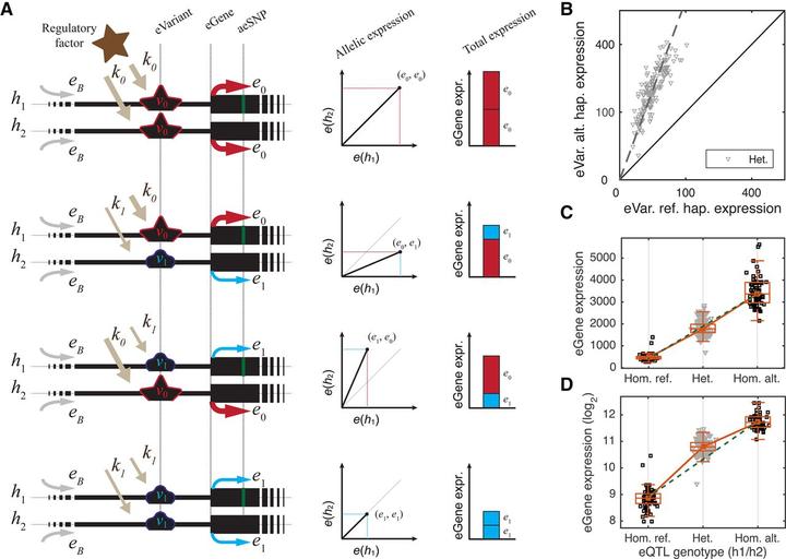 eQTL效应大小评估 - 知乎