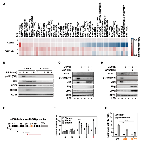 Science子刊丨脓毒症新靶点CDK2-ACOD1 - 知乎