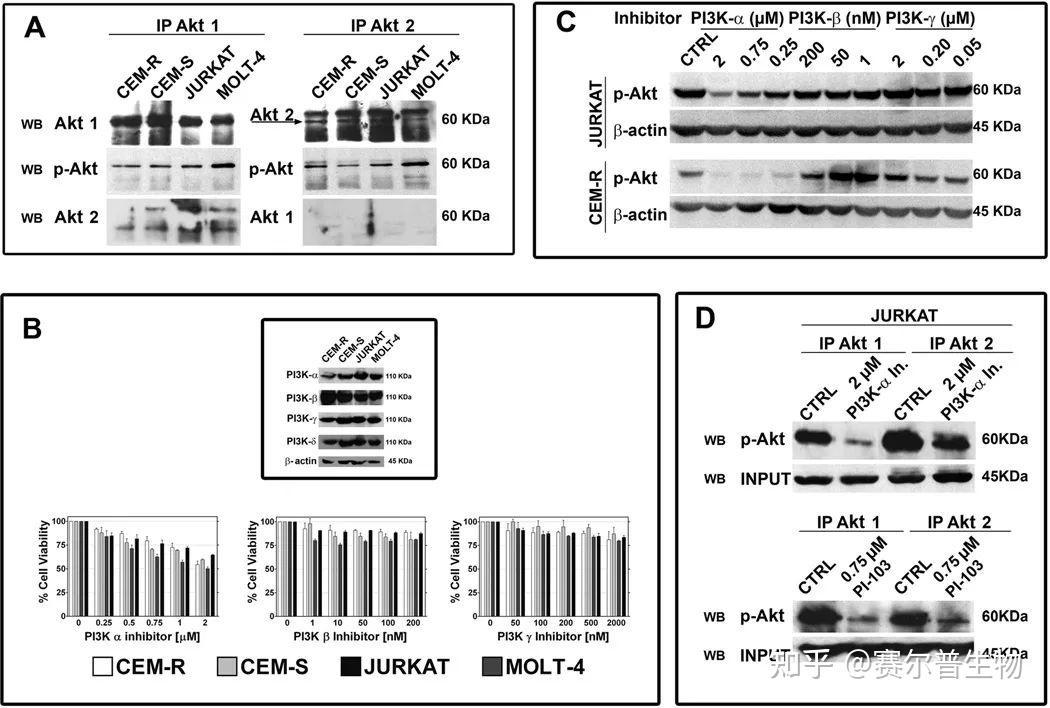 PI3K-Akt信号通路详解：通路激活+通路组成+通路串联+通路检测… - 知乎