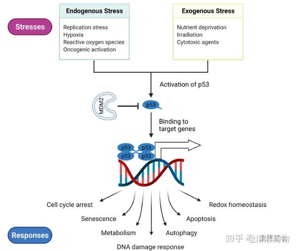【靶点】P53 - 知乎