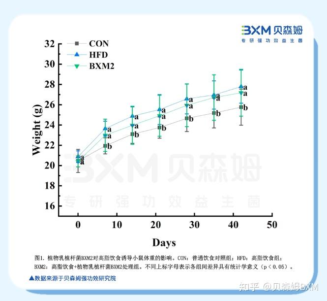 强功效·成果|植物乳植杆菌BXM2：调节肠道健康，体重管理全新解决方案 - 知乎