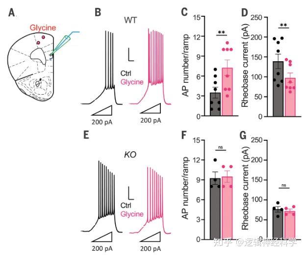 Science︱突破！美国佛罗里达大学团队发现：孤儿G蛋白偶联受体GPR158作为一种代谢甘氨酸受体——mGlyR - 知乎