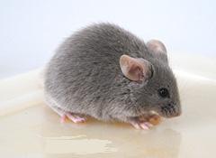 DBA/2J Mice - 知乎