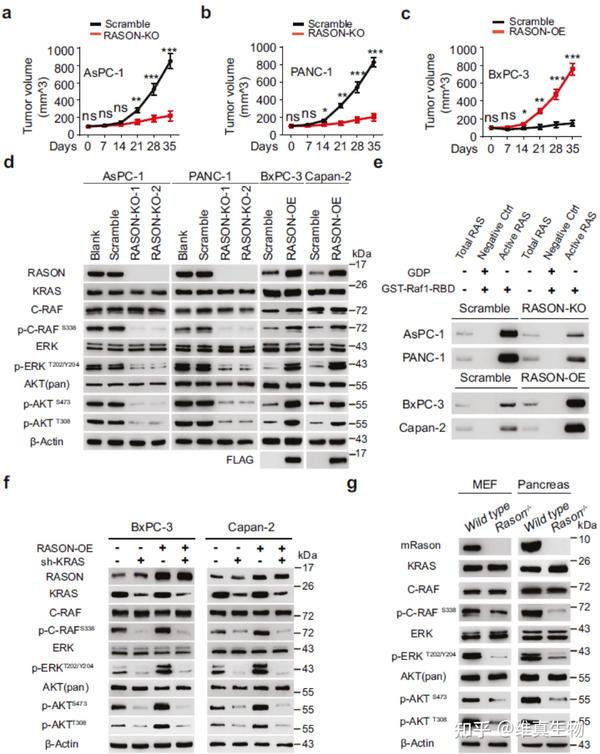 Cell Research（IF=46.297）| 张弩/徐建波/姚宏伟/闫超教授发现RASON有望成为KRAS突变癌治疗新靶点 - 知乎