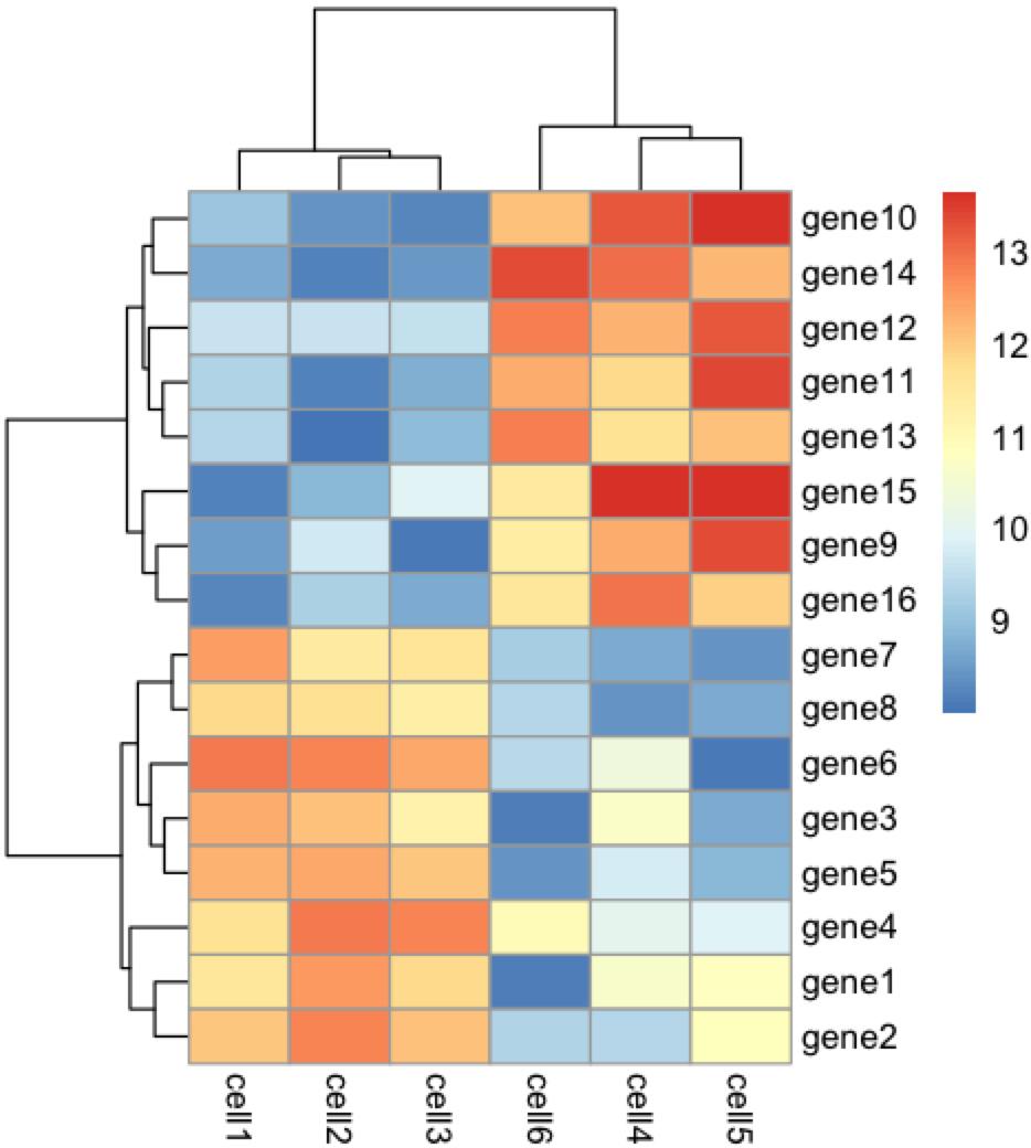实用干货 | 如何使用 pheatmap 包实现基础热图的绘制 - 知乎