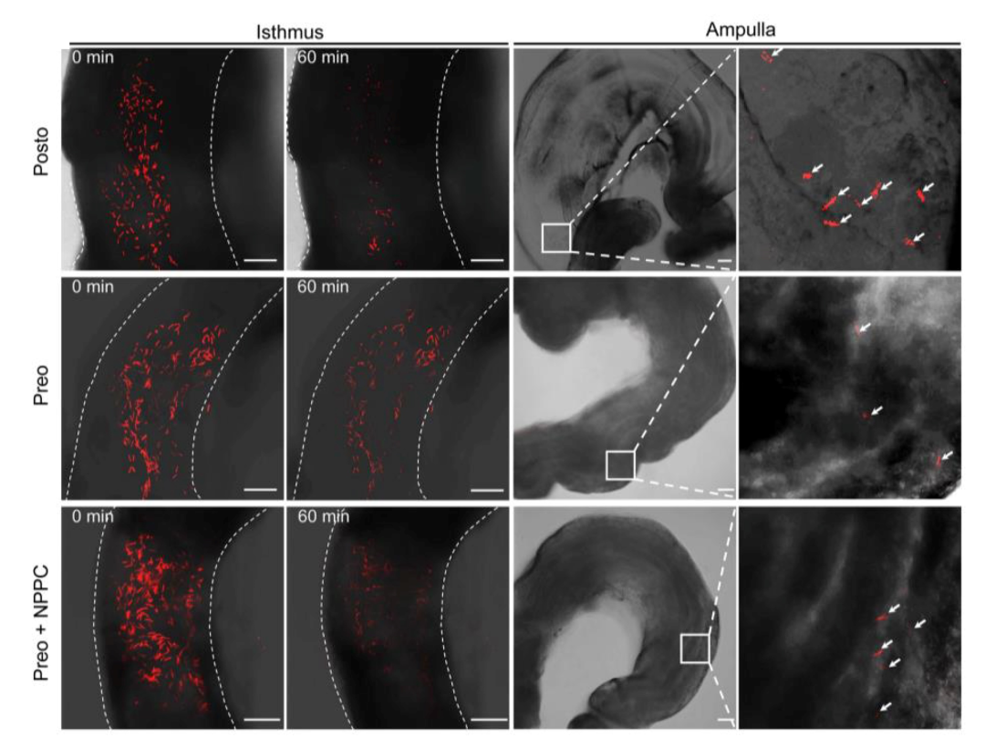 Commun Biol︱张美佳/苏友强课题组合作揭示排卵促进精子在输卵管中迁移的分子机制 - 知乎