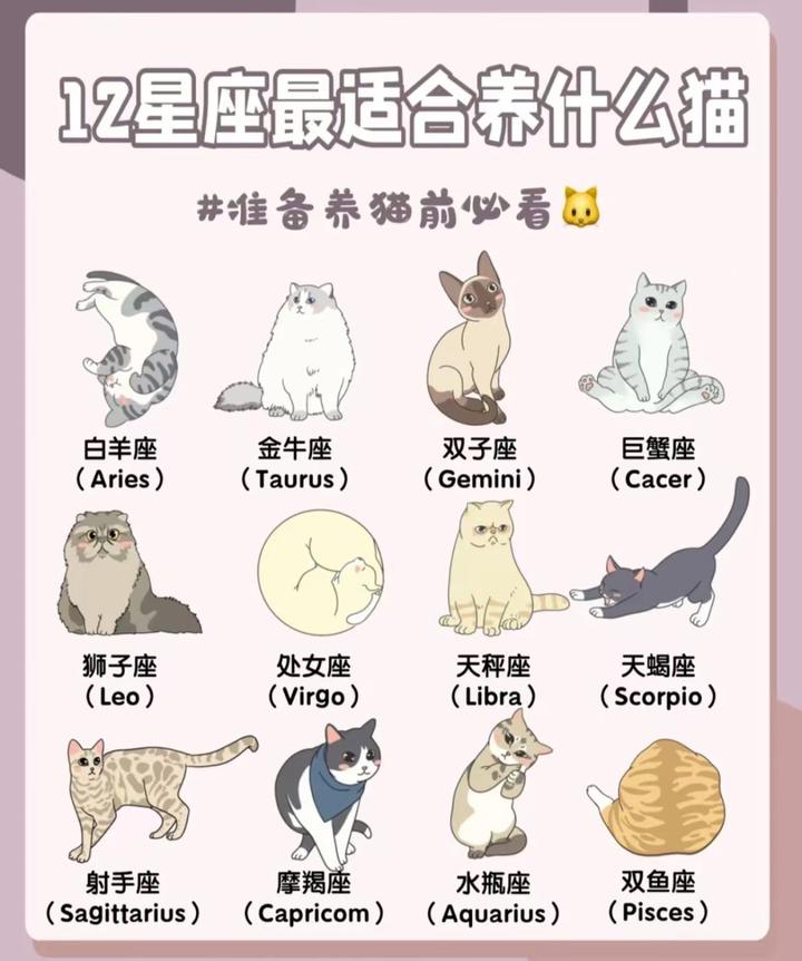 十二星座适合养什么猫?快来对号入座吧!!! 知乎