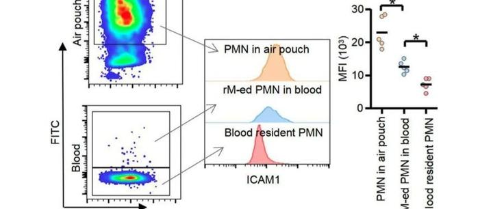JLB丨IRG1/ACOD1通过促进中性粒细胞逆向迁移从而缓解局部炎症 - 知乎