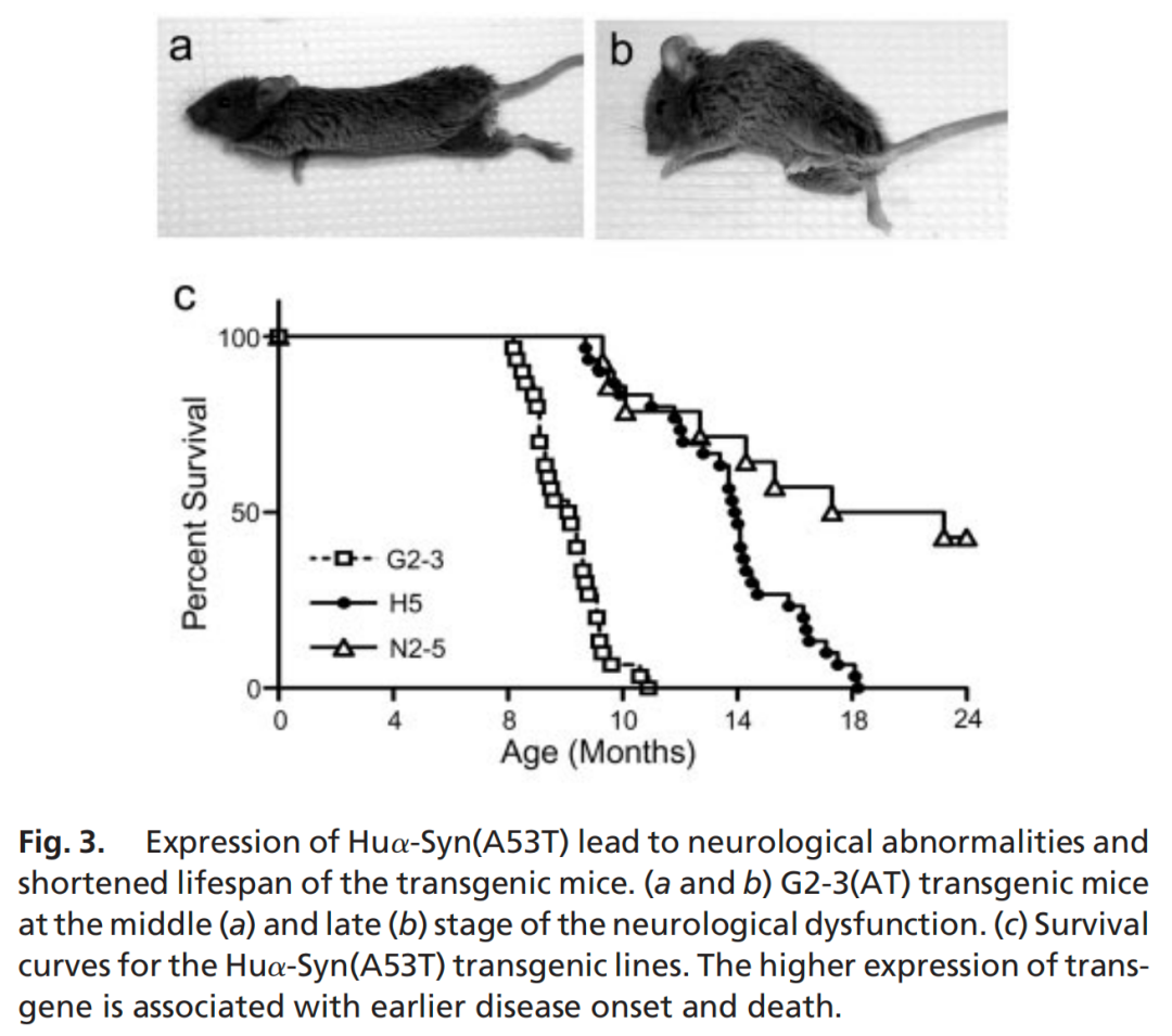 α-synuclein A53T小鼠｜PD模型 - 知乎
