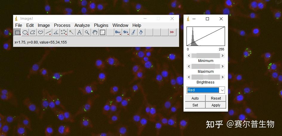 ImageJ 一键合成多色荧光图 - 知乎