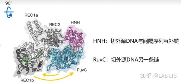 CRISPR-Cas9个人笔记 - 知乎