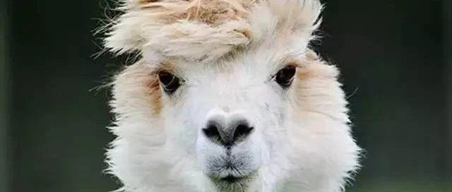 Gpt进阶（二）:训练部署自己的ChatGPT模型(羊驼 Alpaca-LoRA） - 知乎