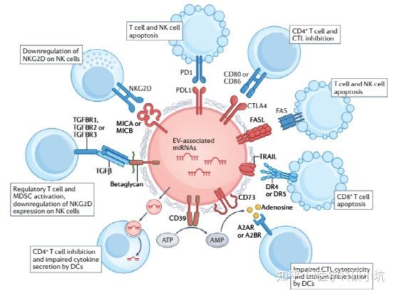 Nat Rev Immunol综述: 细胞外囊泡在免疫系统中的作用 - 知乎