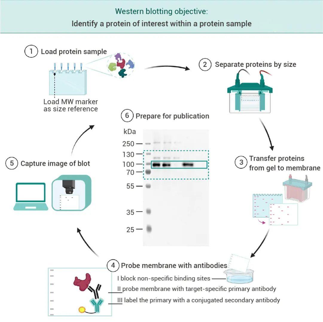 超详细:WB 常见问题及解决方案 | MedChemExpress - 知乎