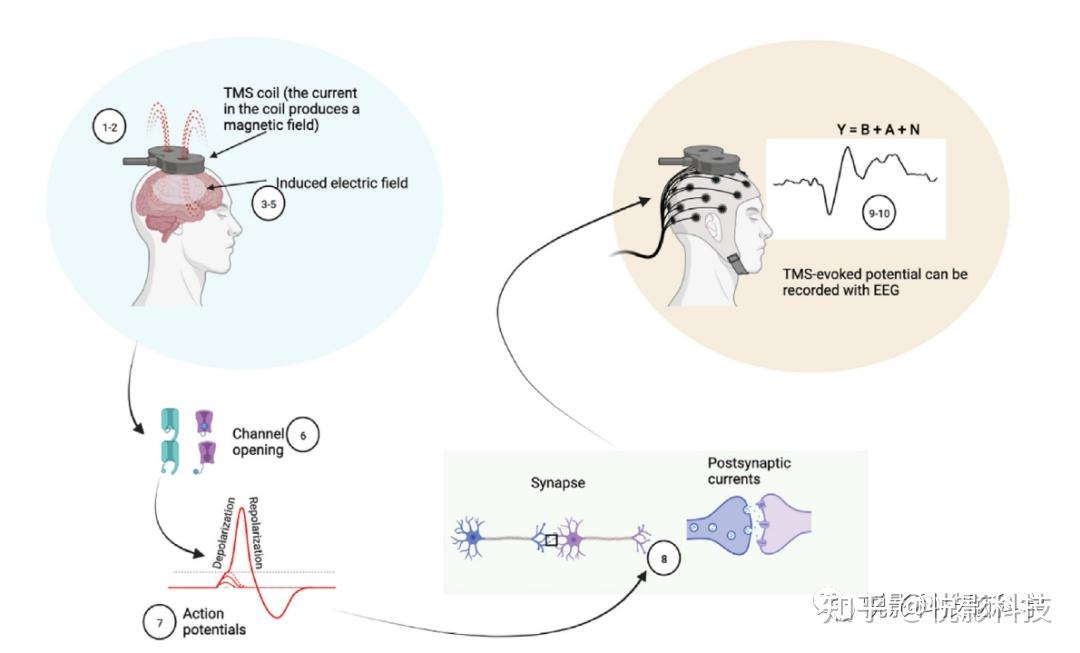 TMS与EEG相结合：数据收集和分析的建议和开放问题 - 知乎