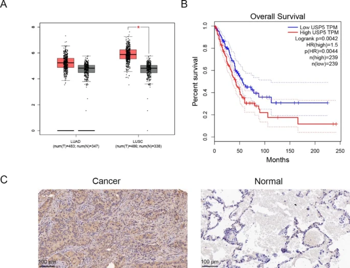 USP5敲低通过激活PARP1介导的mTOR信号通路缓解肺癌进展 - 知乎