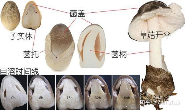 蘑菇记｜以科学的名义，鉴别各种常见食用菌 - 知乎