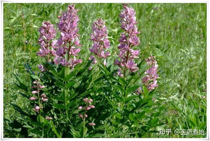 带你识别白鲜皮 - 知乎