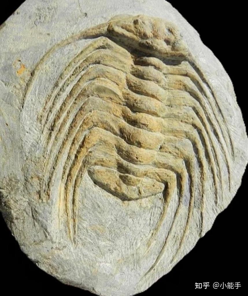 【三叶虫分类科普 2/ N 】裂肋虫目 - Lichida - 知乎