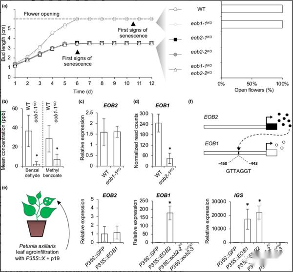 【New Phytol】鉴定到一个MYB转录因子在花发育过程中具有多种功能 - 知乎
