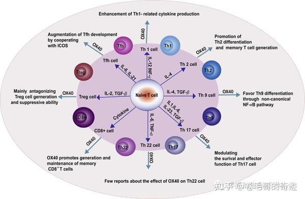 OX40-OX40L信号通路 - 知乎