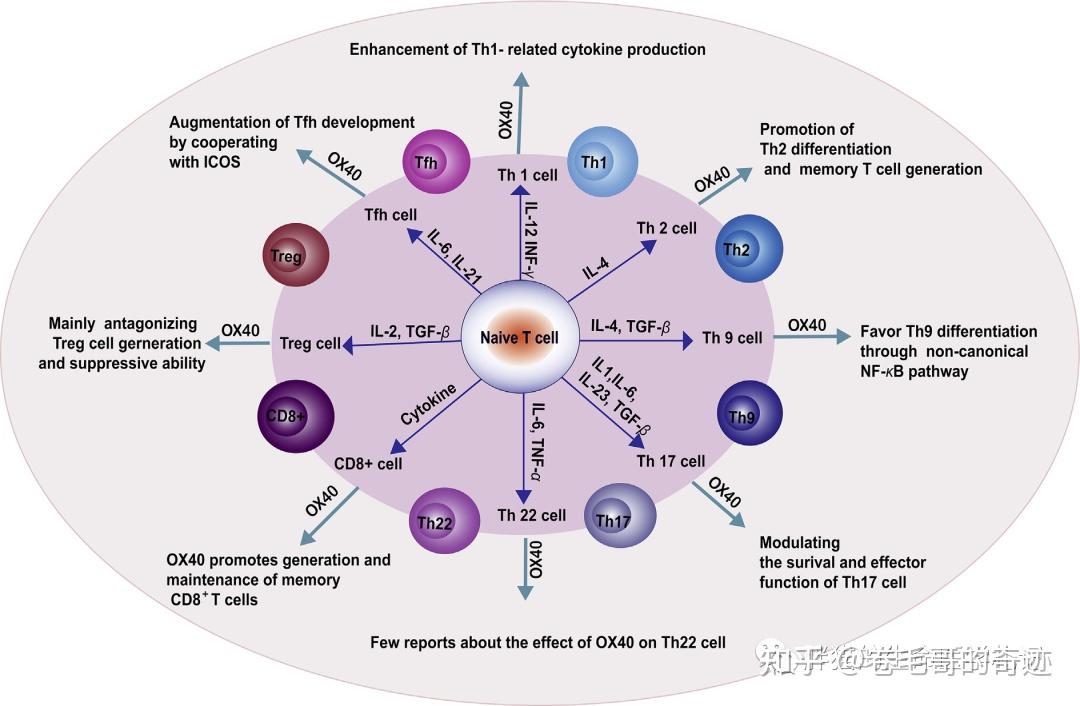 OX40-OX40L信号通路 - 知乎