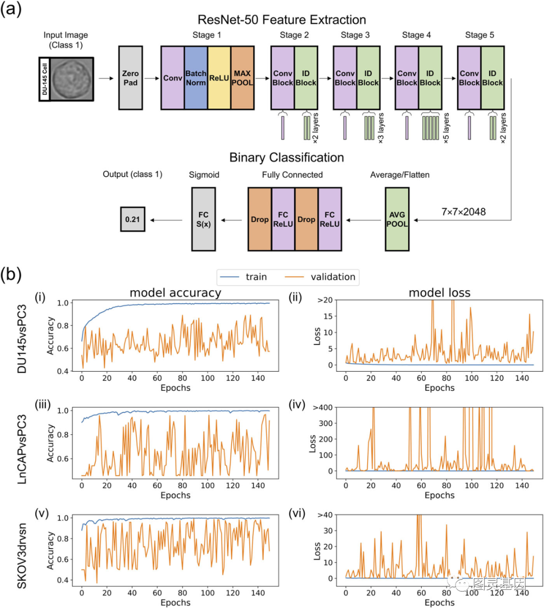 APL ML | AI通过循环肿瘤细胞形态特征进行分类诊断 - 知乎