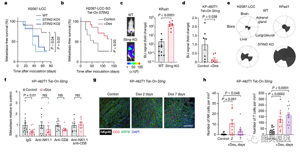 Nature | STING抑制肺腺癌休眠转移的再激活 - 知乎